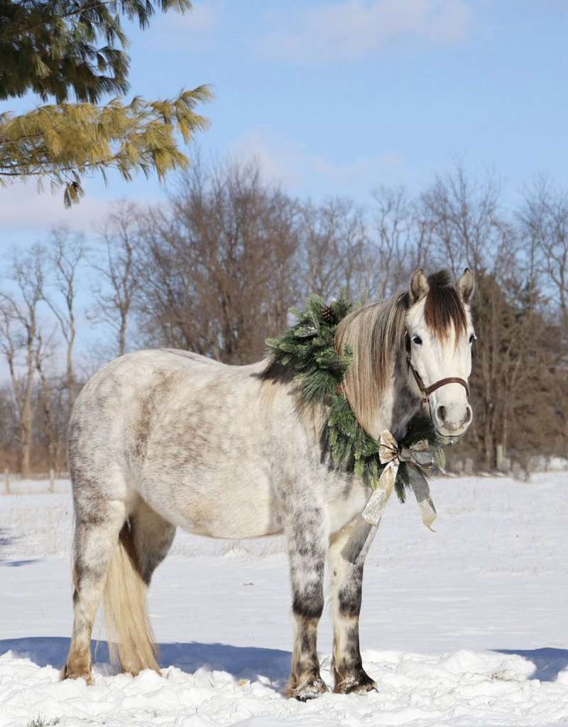 Appendix Mare With Chrome