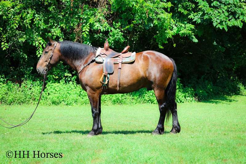 Big, Extra Gentle, Quiet and Family Friendly Percheron Crossbred Gelding