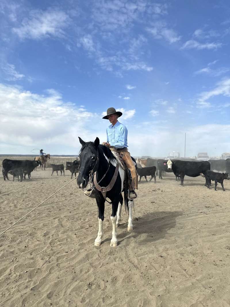Flashy Ranch Gelding