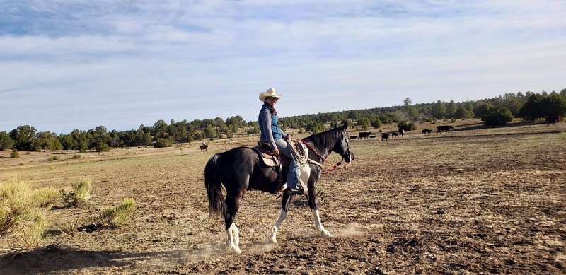 Flashy Ranch Gelding