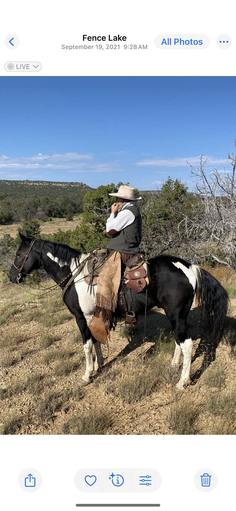 Flashy Ranch Gelding