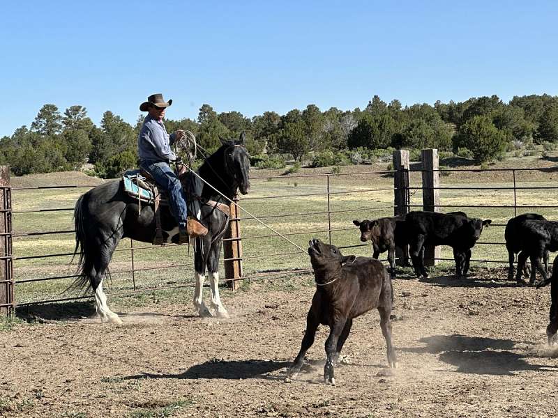 Flashy Ranch Gelding