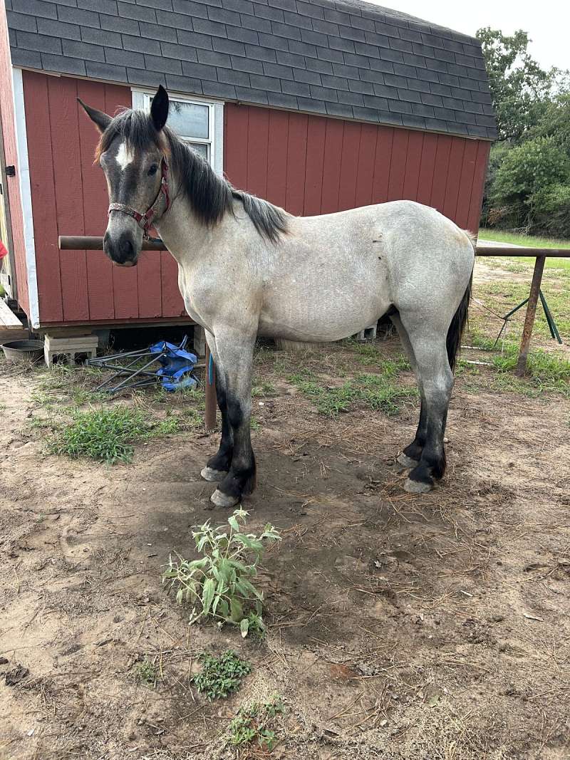 Arlo - Blue Roan Draft Colt – Your Future Gentle Giant!