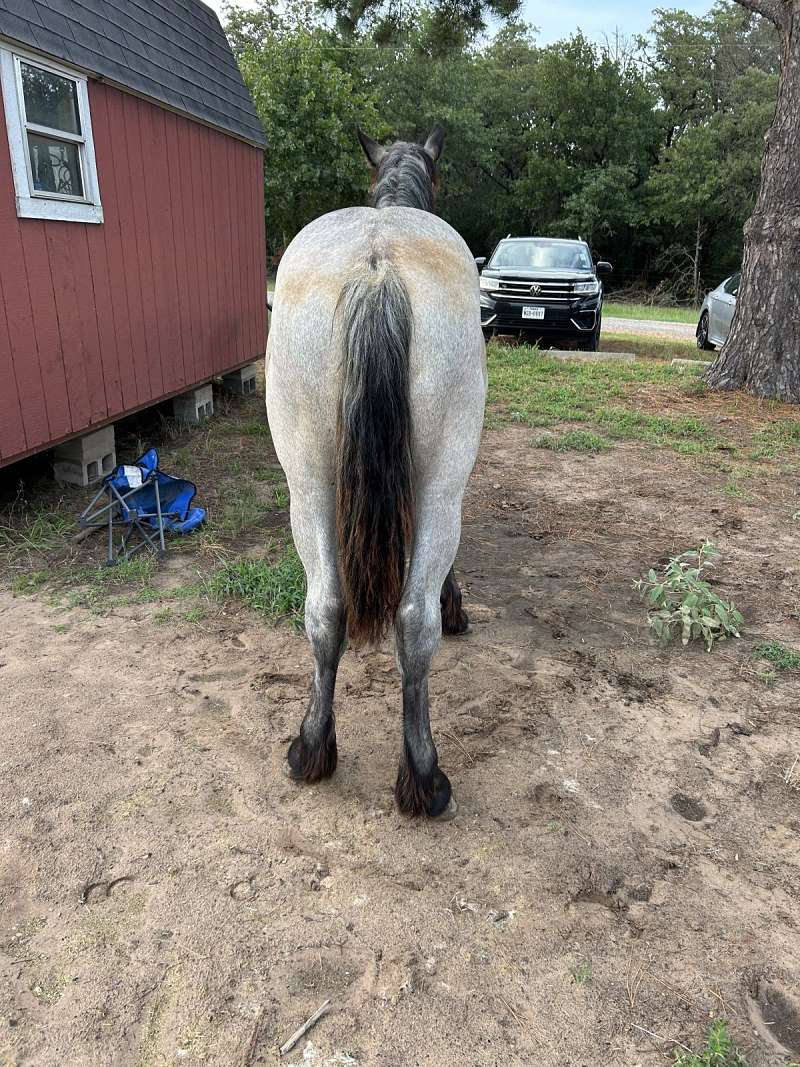 Arlo - Blue Roan Draft Colt – Your Future Gentle Giant!