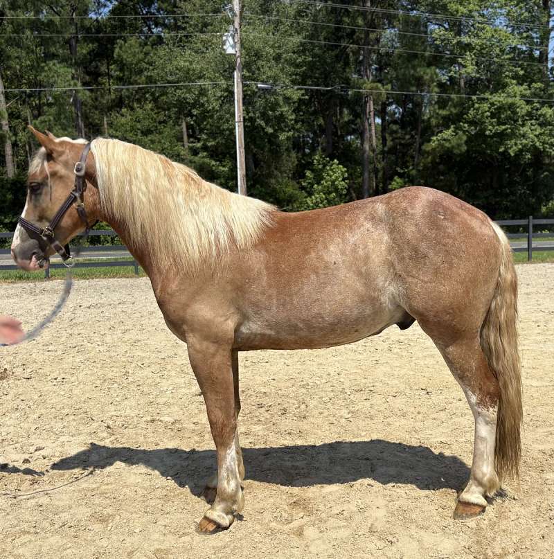 QH Haflinger Gelding