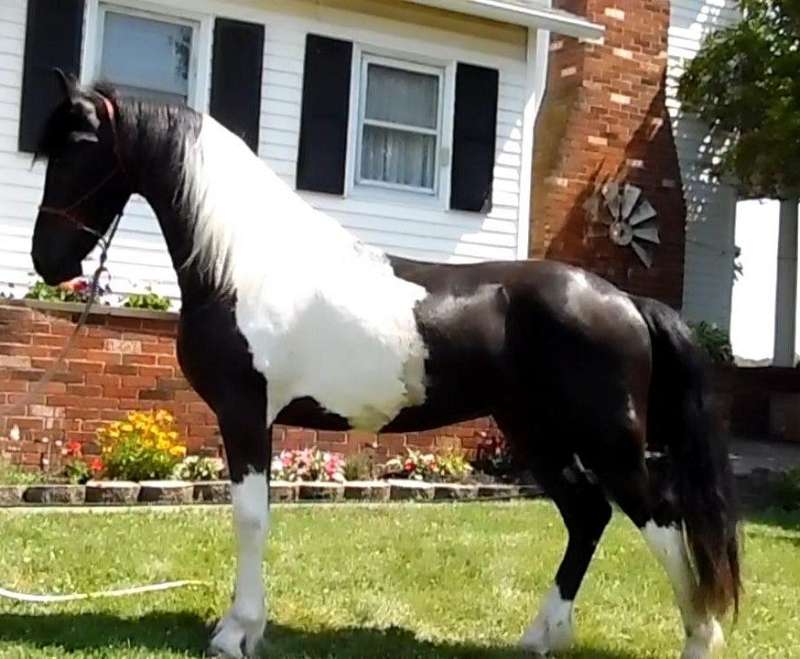 3/4 Friesian - 1/4 Walker Gelding 2 Years