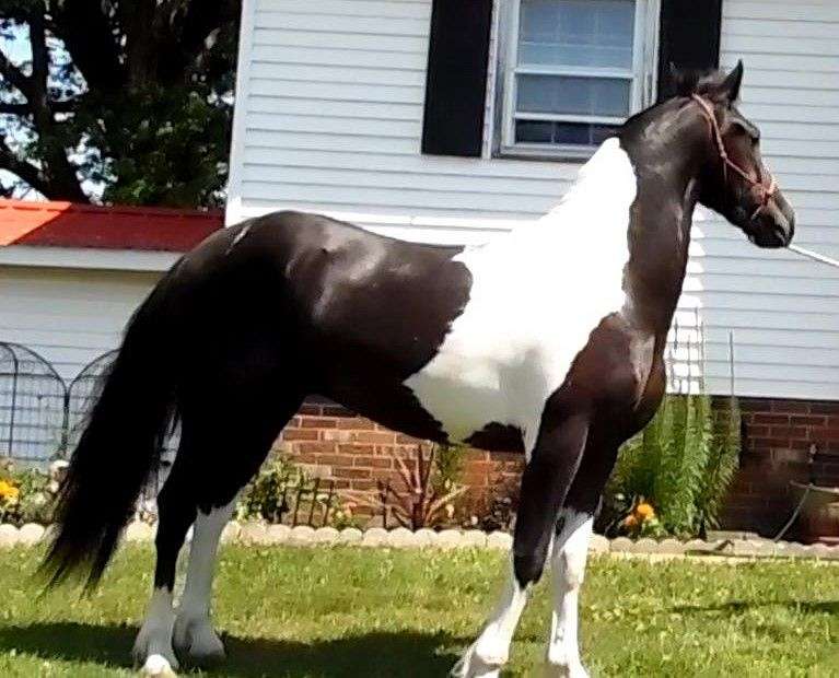 3/4 Friesian - 1/4 Walker Gelding 2 Years