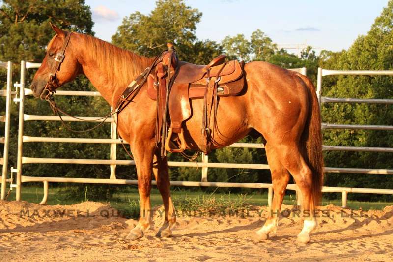 Charlie 11yr Old Gelding!