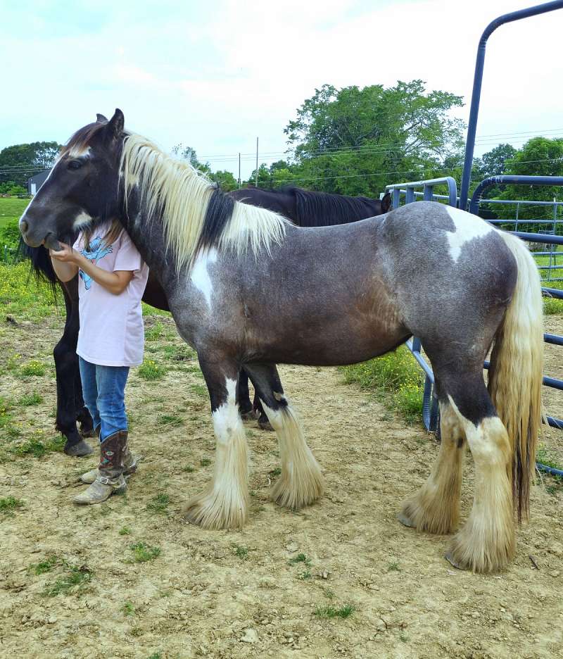 Blue Roan Gypsy Vanner Tobiano (GVHS)