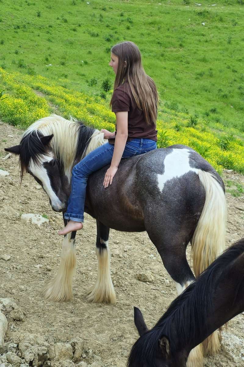 Blue Roan Gypsy Vanner Tobiano (GVHS)