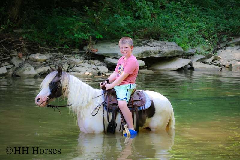 Super Gentle, Quiet, and Safe Grulla & White Paint Pony, Shown, Safe