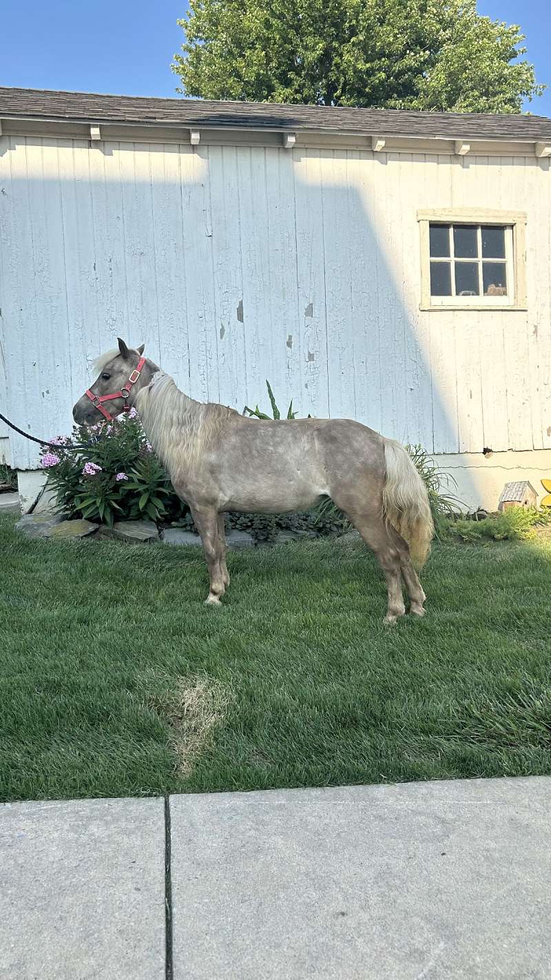 Jewel, Trained Mini Mare for Sale