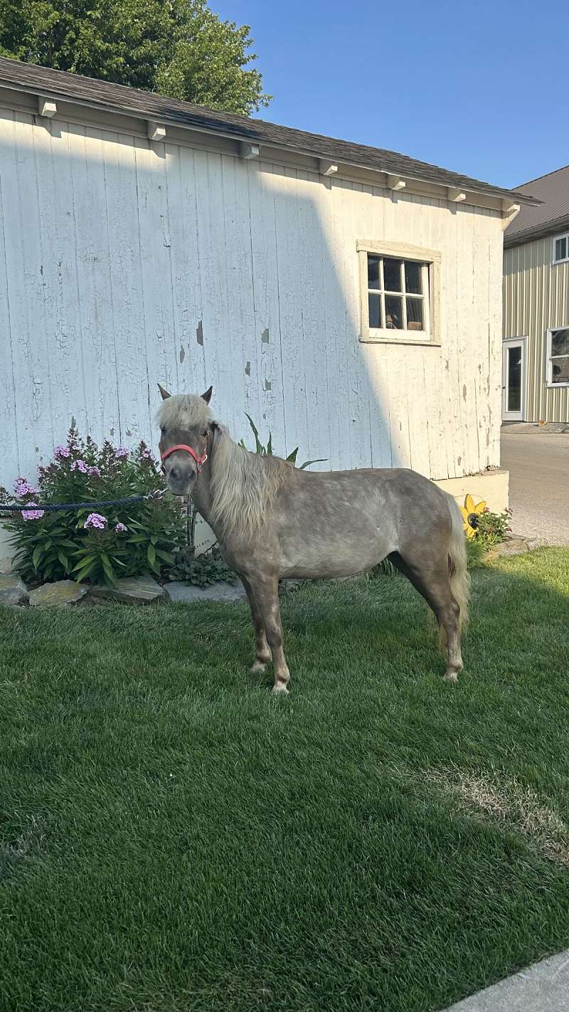 Jewel, Trained Mini Mare for Sale