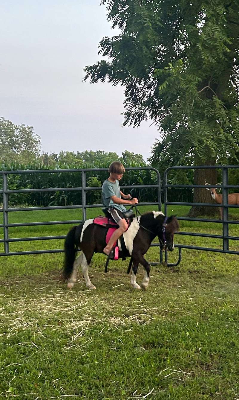 Mini Gelding
