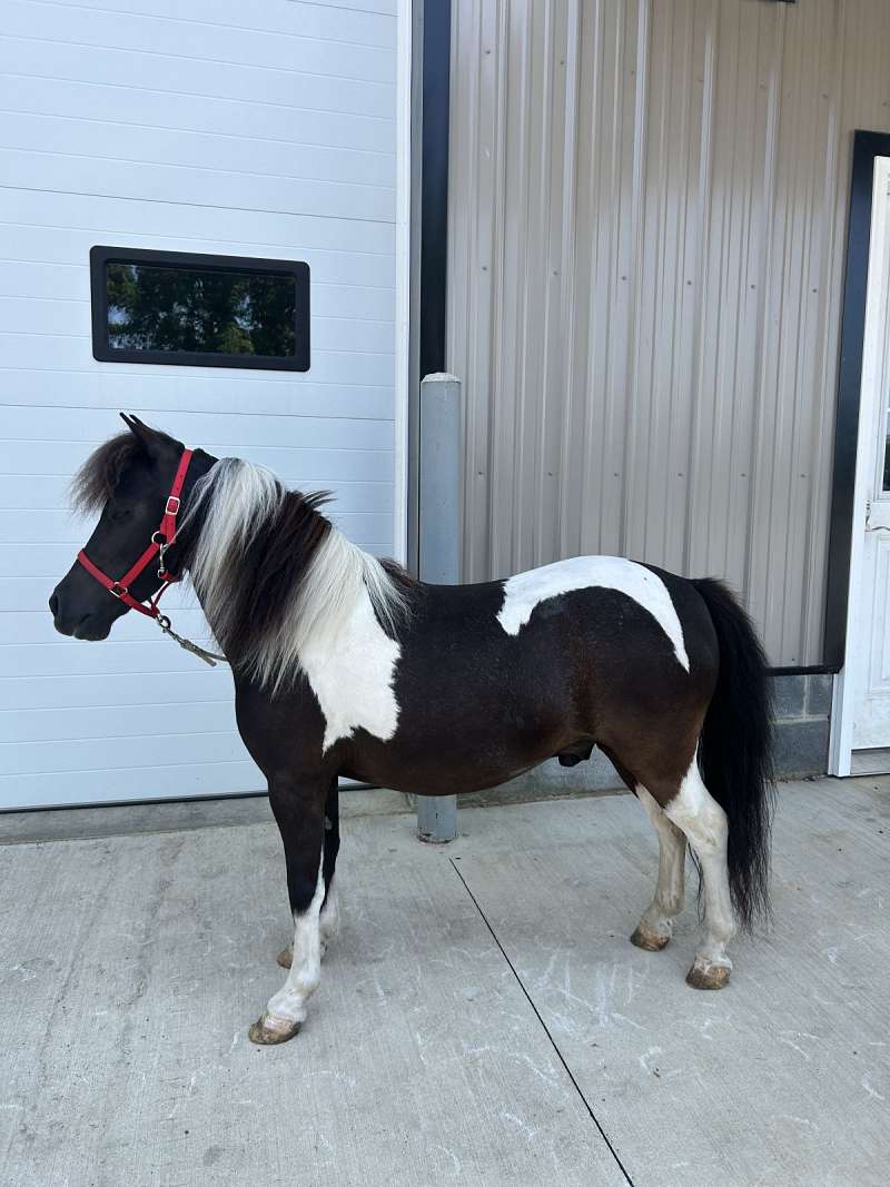Mini Gelding