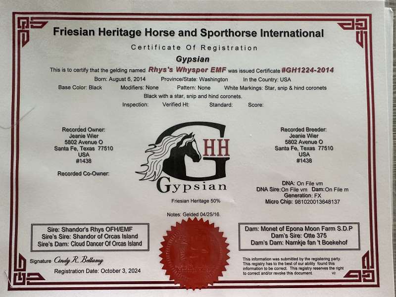 Whysper - Extremely Versatile 11 Yr Old Black Gypsian Gelding!