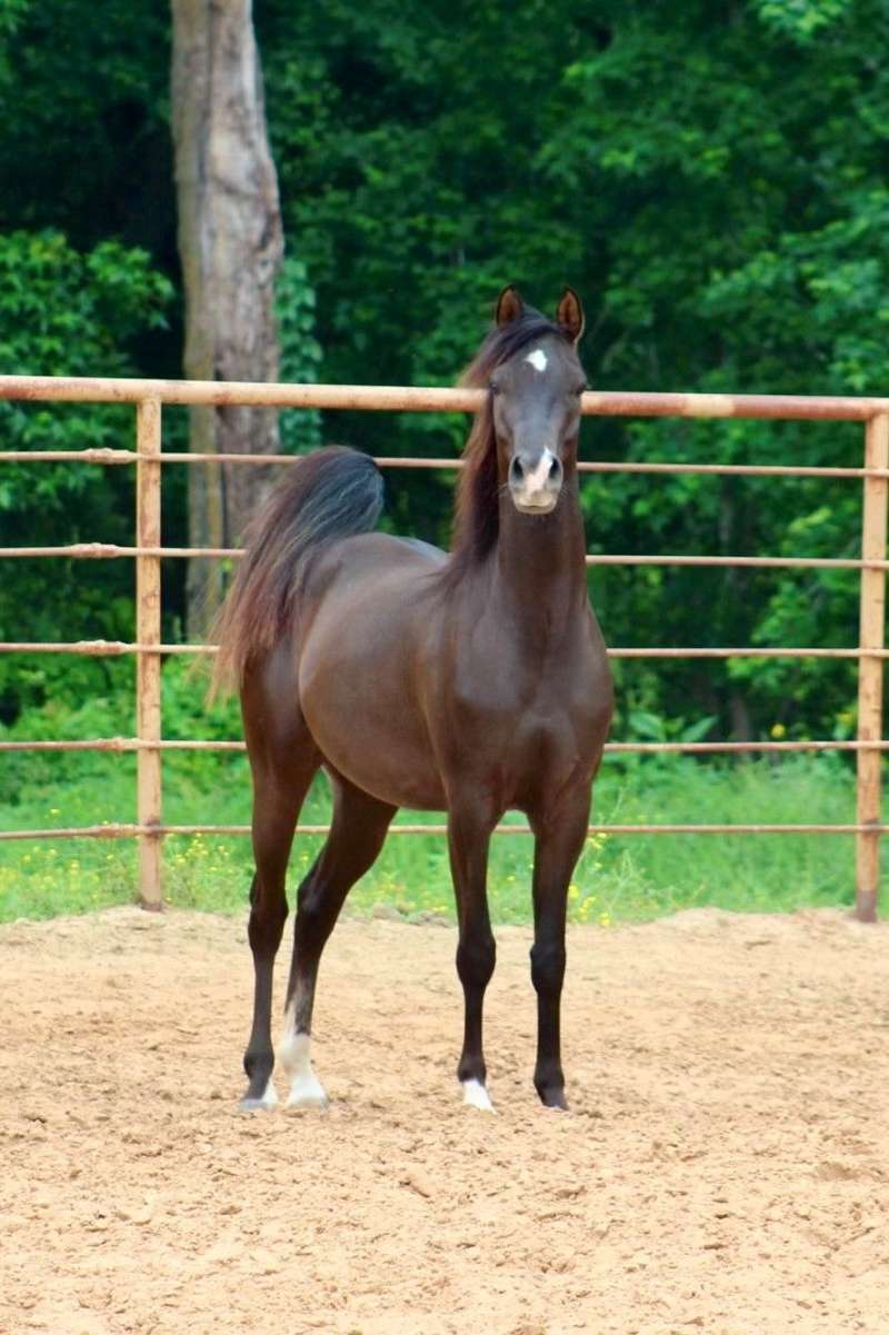 Arabian Gelding @Tyler, TX