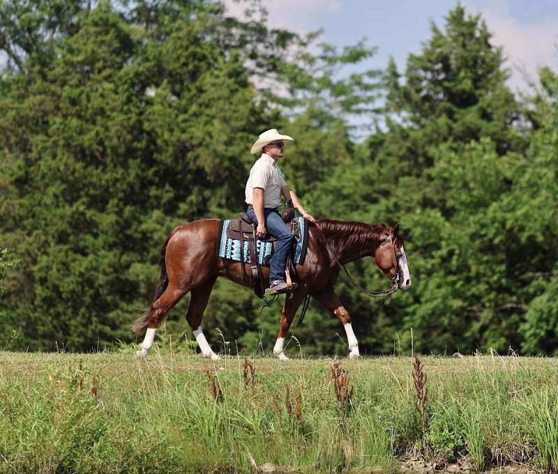 Spike - Exceptional Reining & Ranch Prospect 3 Yr Old Sorrel AQHA Gelding!
