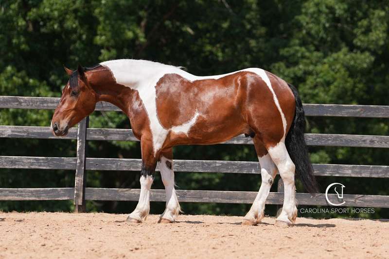 Ricky Bobby - the Total Package 6 Yr Old Paint Spotted Draft X QH Gelding!