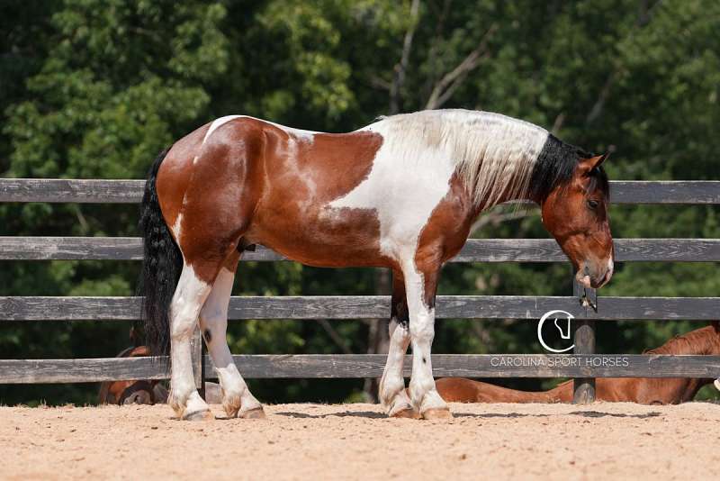Ricky Bobby - the Total Package 6 Yr Old Paint Spotted Draft X QH Gelding!