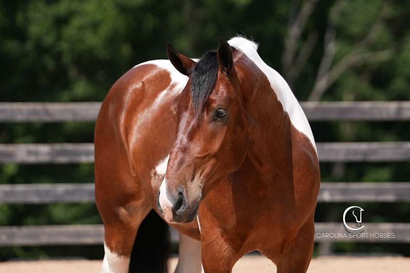 Ricky Bobby - the Total Package 6 Yr Old Paint Spotted Draft X QH Gelding!