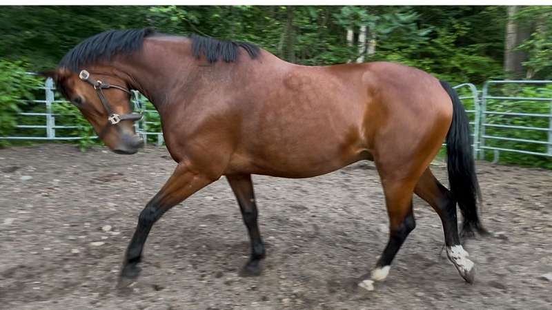 2019 Bay 16.3 Dutch Warmblood Gelding