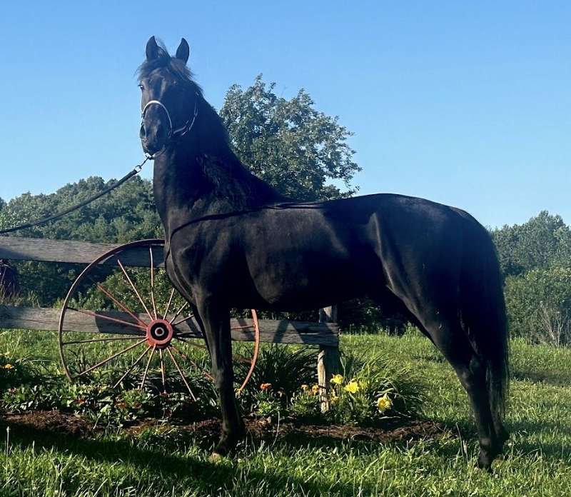 Friesian X Morgan Gelding