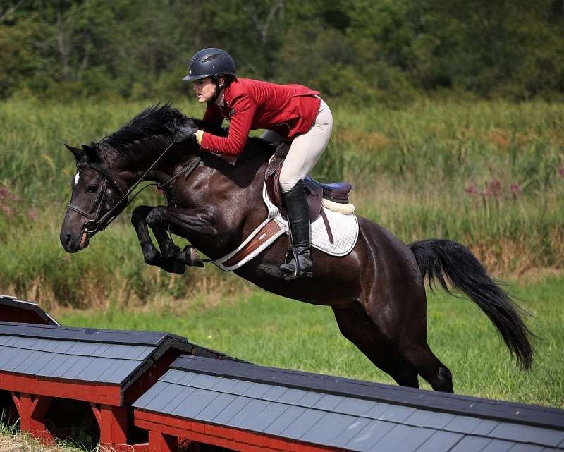 Hunter/Jumper Large Welsh Pony