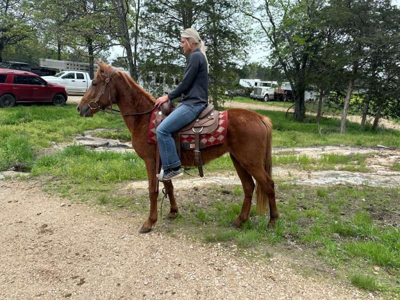 Nice Young Fox Trotter Mare Broke to Ride - Serape
