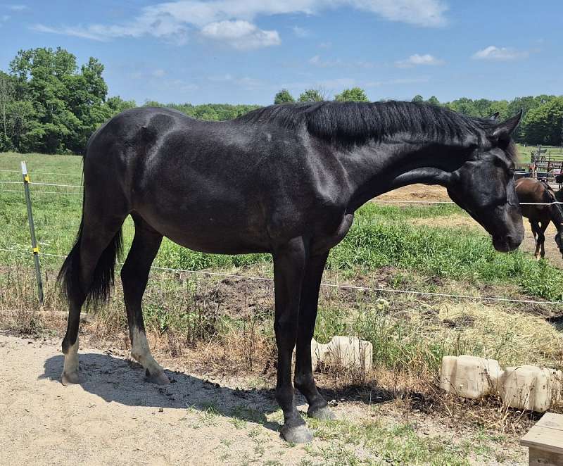 Yearling Warmblood Colt