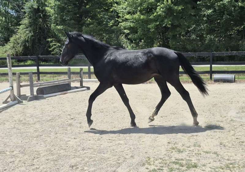 Yearling Warmblood Colt