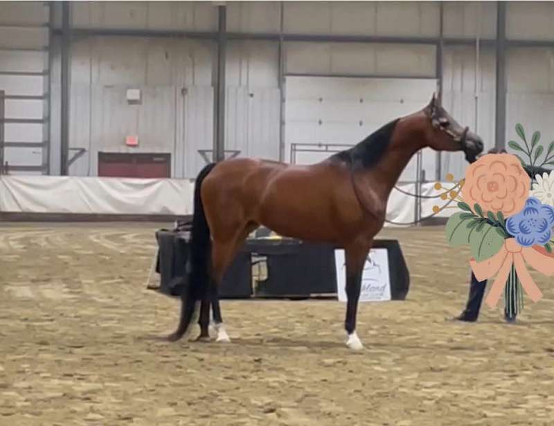 Beautiful 2018 Registered Partbred Arabian Mare
