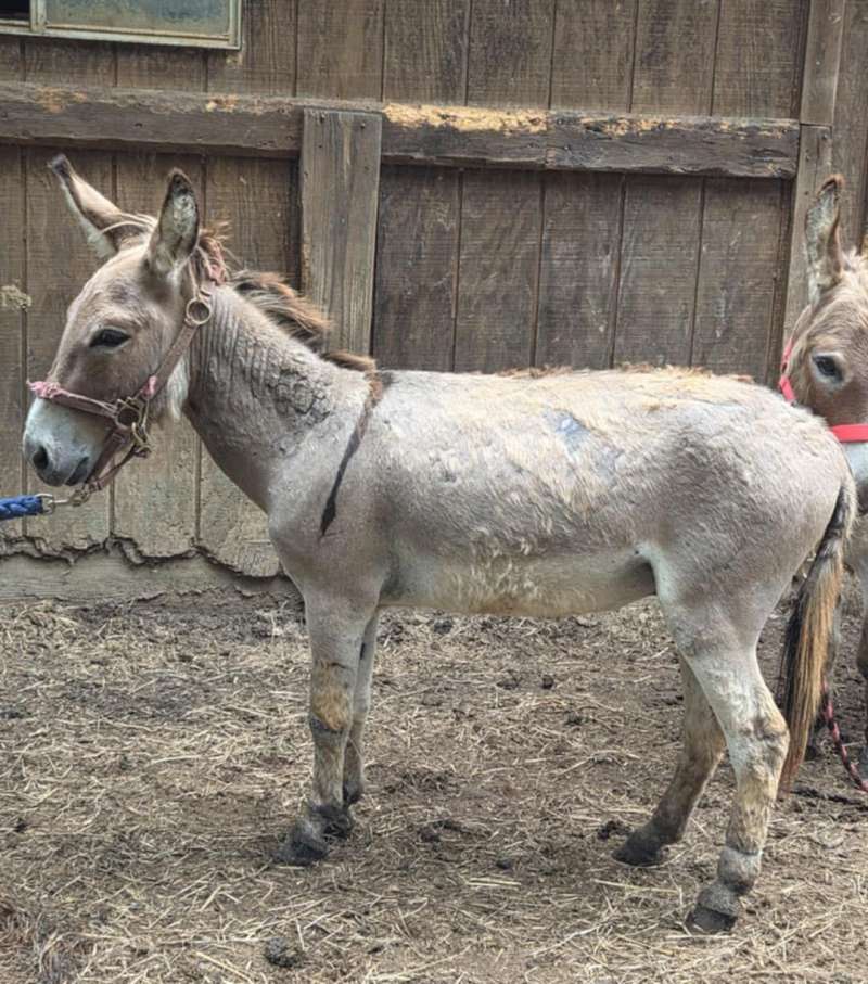 Mini Jacks