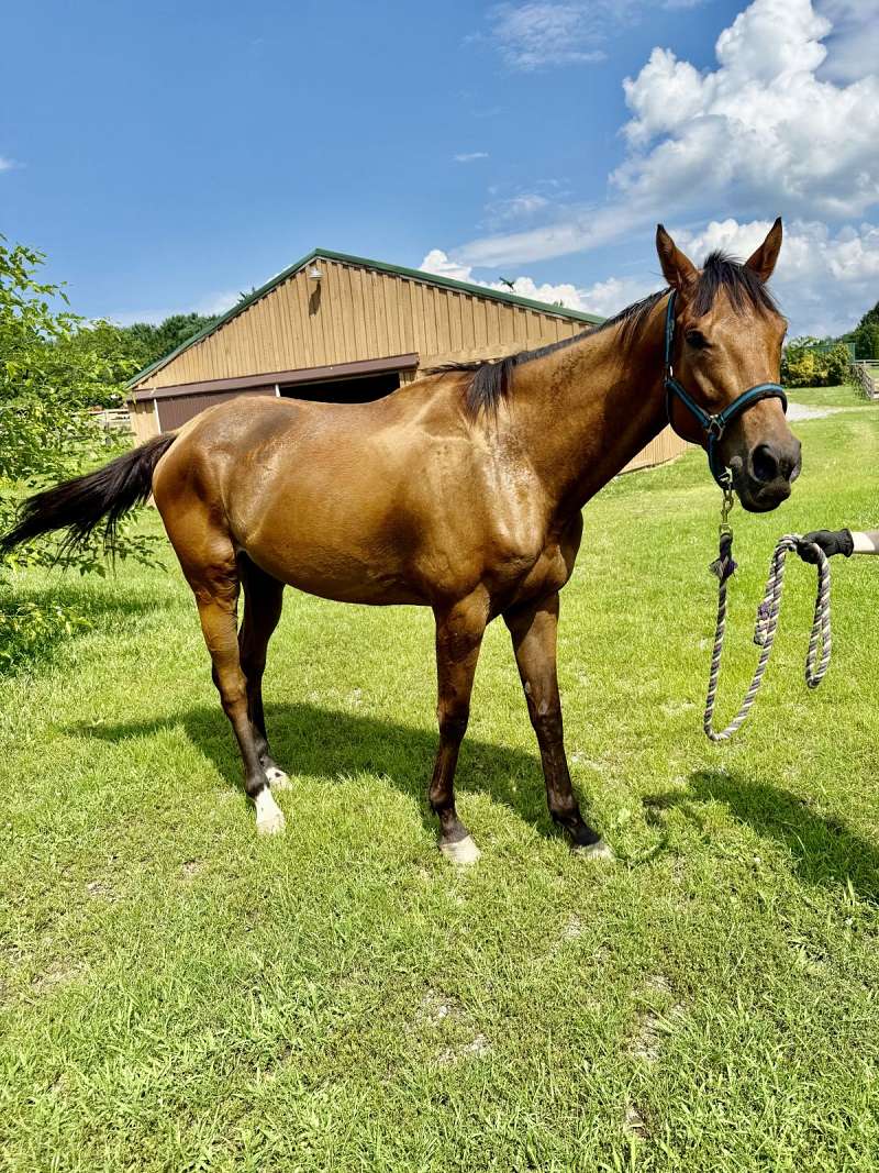 EquineNow Horses for Sale