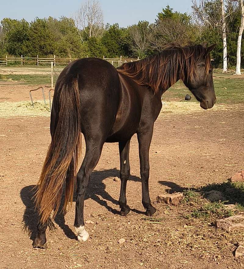 Tall Black Beauty With Hidden Creme Gene, Morgan Stallion Prospect. Show