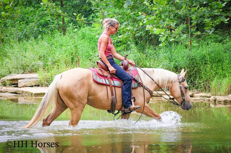 Really Gentle, Super Quiet AQHA Registered Palomino Mare, Safe