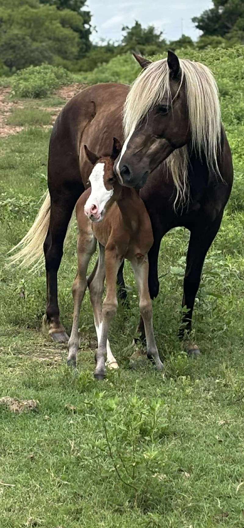 Draft Cross Pony