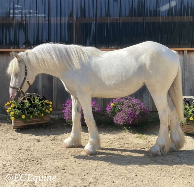 Palomino Sabino Gypsy Vanner Filly