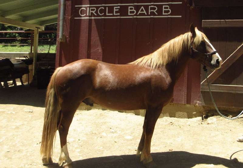 8 1/2-Year-Old Draft Cross Gelding Branded Mustang