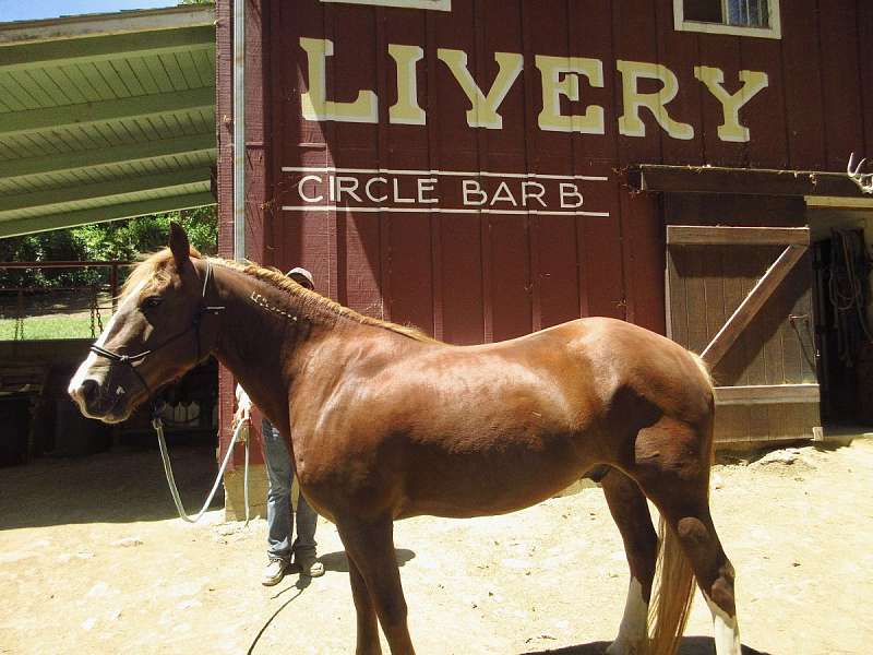 8 1/2-Year-Old Draft Cross Gelding Branded Mustang