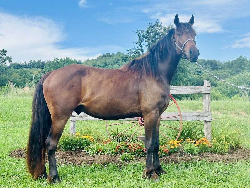 Friesian X Standardbred Gelding