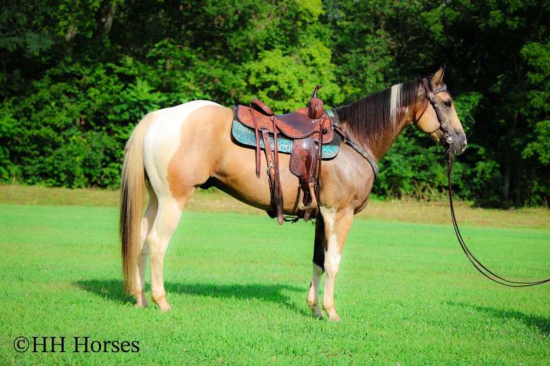 Really Flashy Well Broke APHA Registered Buckskin and White Tobiano Paint