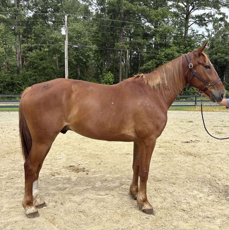 Sorrel Gaited Gelding