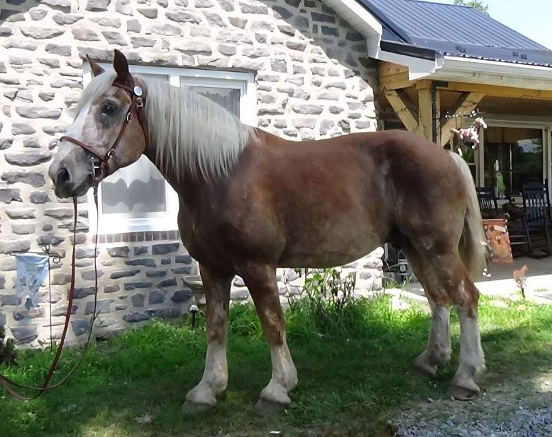 100% Bombproof Draft Gelding