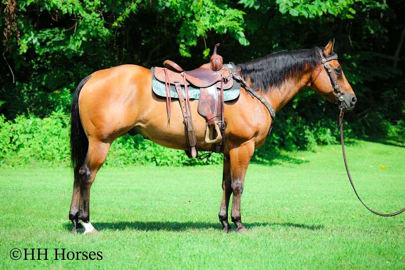 Big Thick Made Bay Quarter Horse Gelding, Ranch, Trail, Show