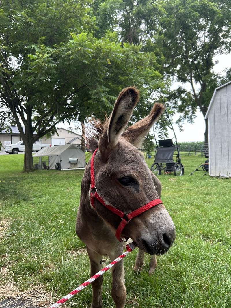 Mini Donkey
