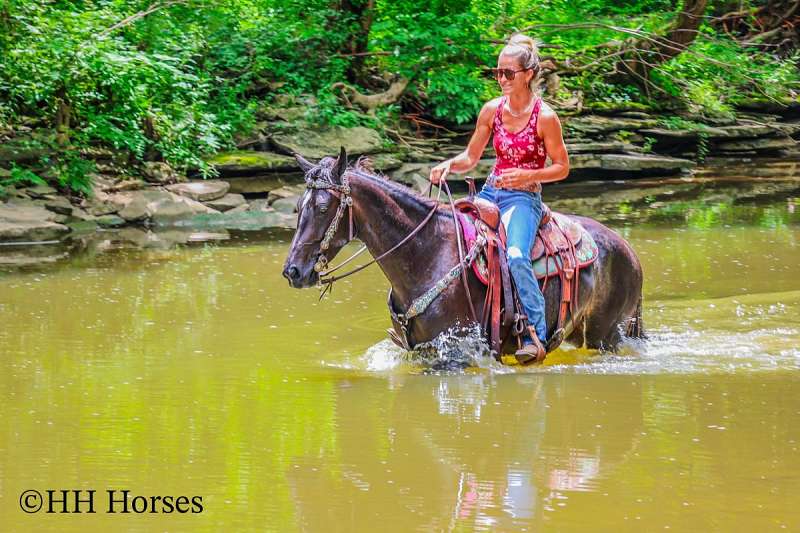 Very Gentle Registered True Blue Roan Friesian Sport Horse Mare, Ride Drive