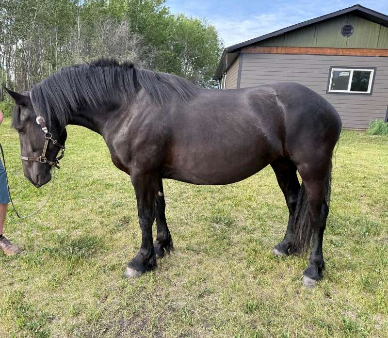 2023 Friesian Percheron Filly
