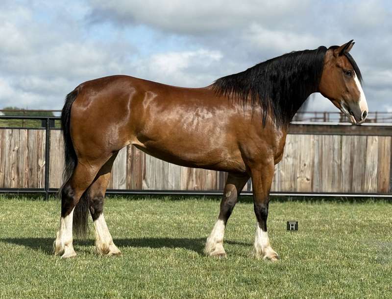 Big, Gentle, Stunning 4 Yr Old Bay Draft Cross Mare!