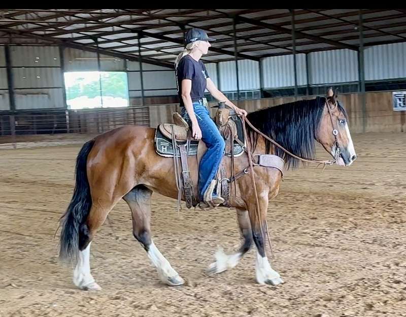 Big, Gentle, Stunning 4 Yr Old Bay Draft Cross Mare!
